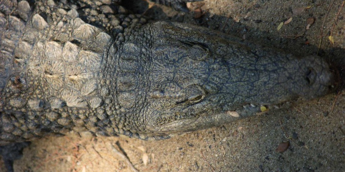 Reptiles of Rwanda: The Complete List - Flora Fauna Fun