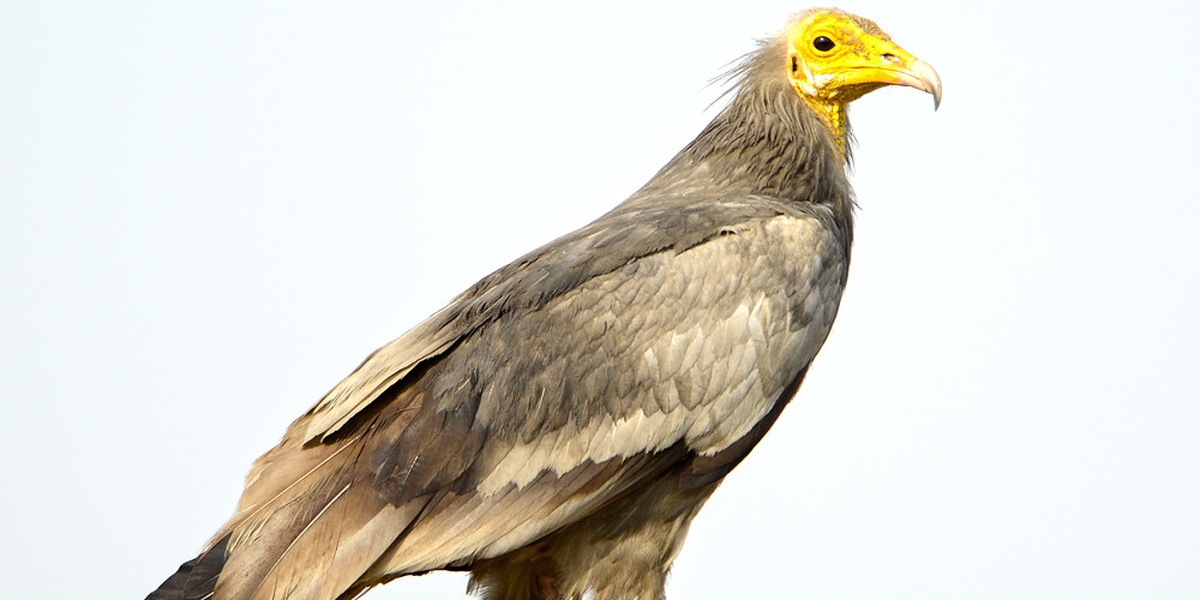 Rare Animals in Lebanon: The Complete List - Flora Fauna Fun