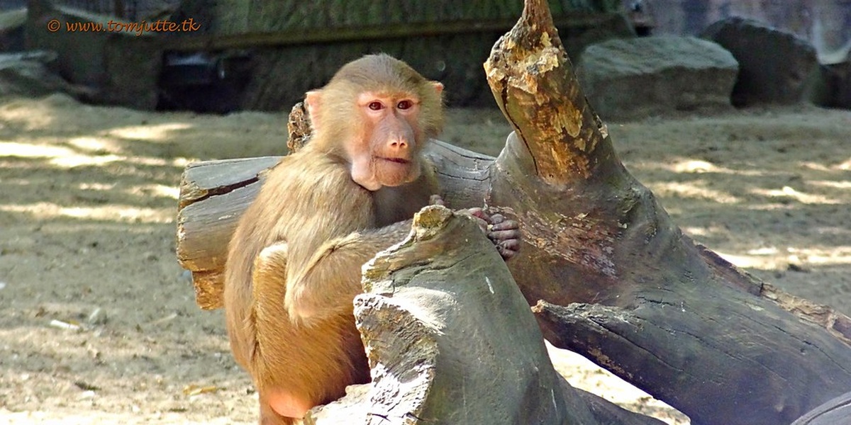 Animals of Djibouti - Flora Fauna Fun