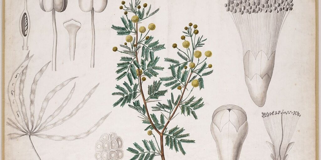 Trees of Chad: The Complete List - Flora Fauna Fun