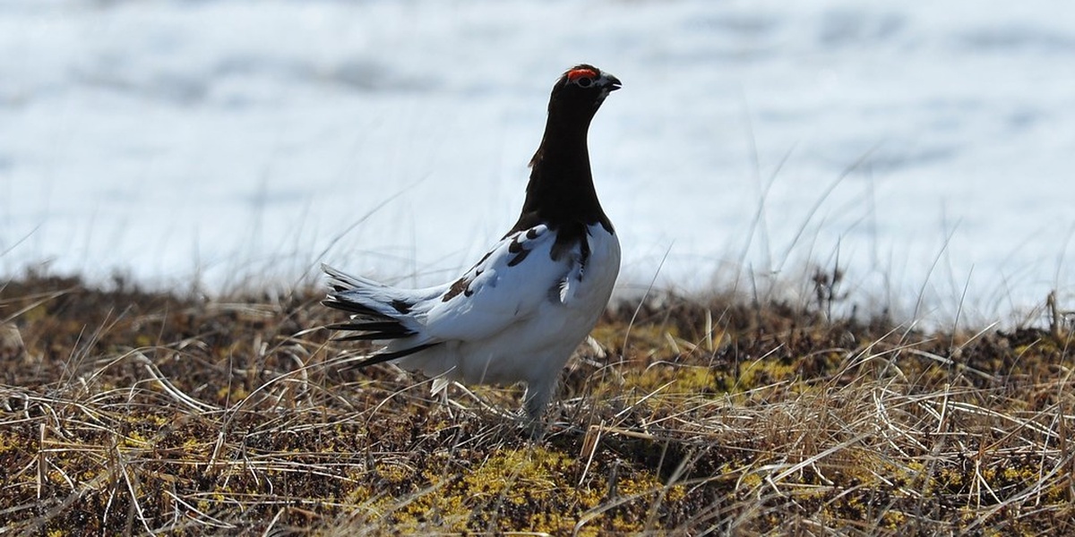 List of Small White Animals - Flora Fauna Fun