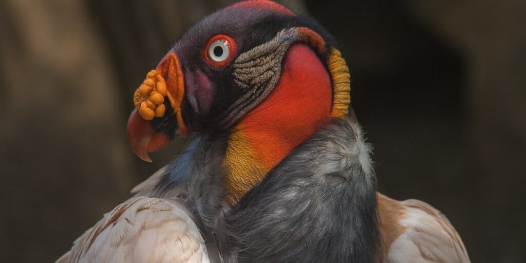 Amazon Rainforest Scavengers: The Complete List - Flora Fauna Fun