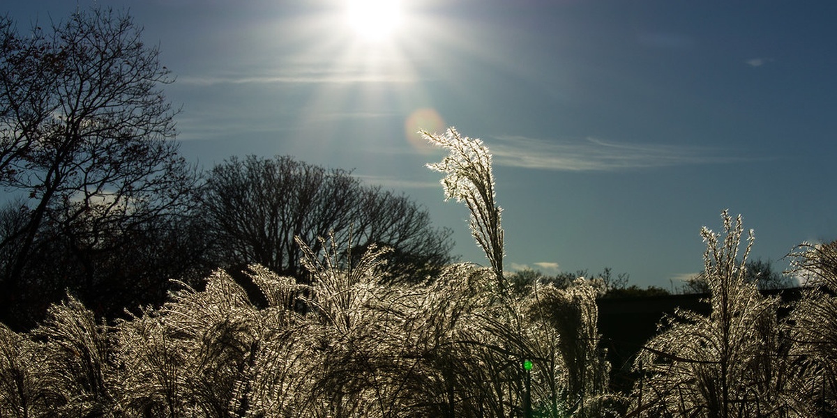 List of Kazakhstan's Native Plants - Flora Fauna Fun