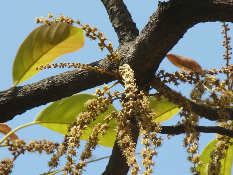 List of Trees of Nepal - Flora Fauna Fun