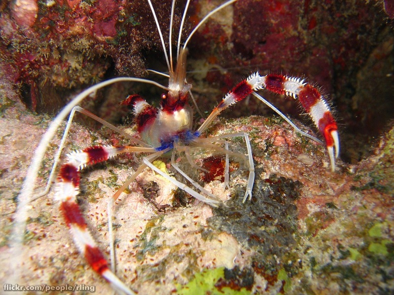 Coral Reef Animals List - Flora Fauna Fun