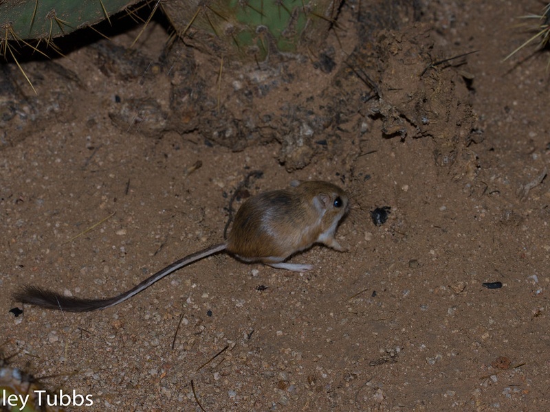 List of Rodent Examples - Flora Fauna Fun