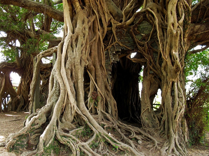List of Myanmar Native Plants - Flora Fauna Fun