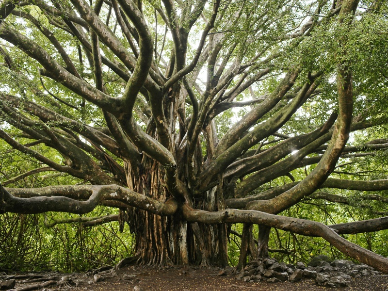 List of Trees of Nepal - Flora Fauna Fun