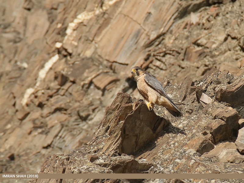 The Complete List of Birds of Morocco - Flora Fauna Fun