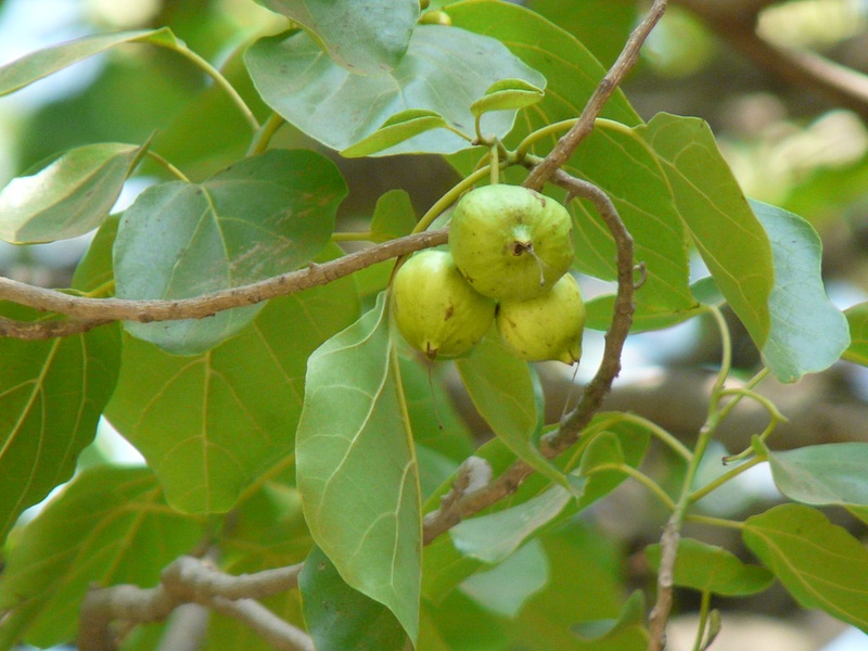 Native Plants of the Marshall Islands: Complete List - Flora Fauna Fun