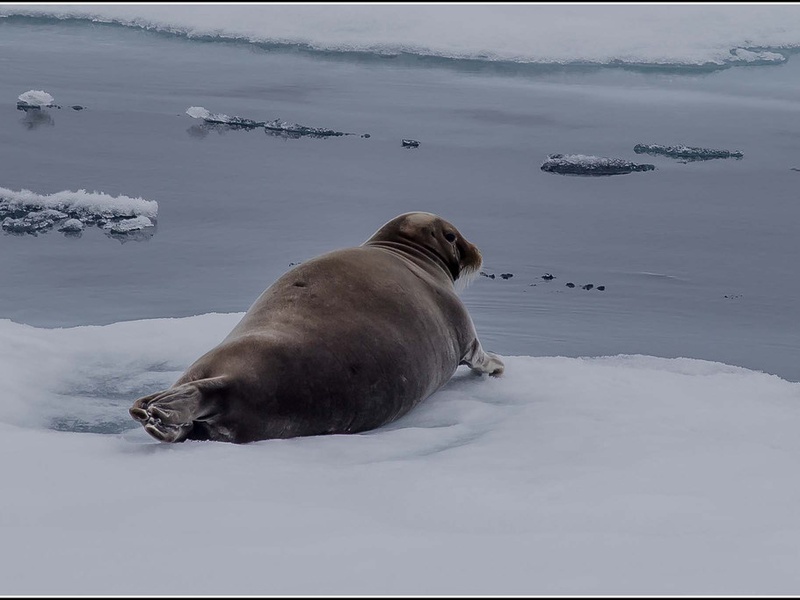 The Complete List of Arctic Sea Creatures - Flora Fauna Fun