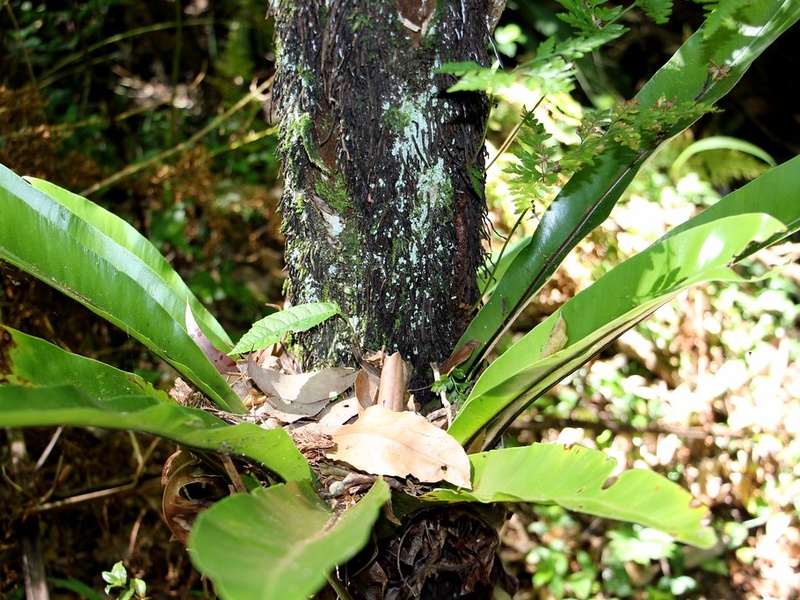 List of Rainforest Canopy Plants - Flora Fauna Fun