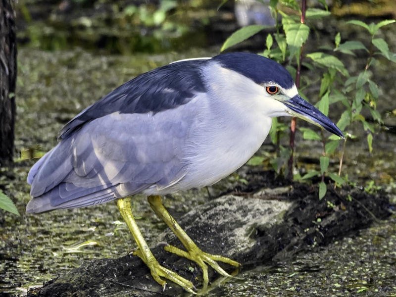 The Complete List of Birds of Morocco - Flora Fauna Fun