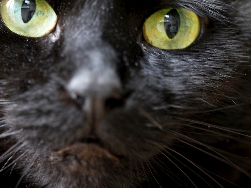 The Complete List of Cute Black Animals - Flora Fauna Fun