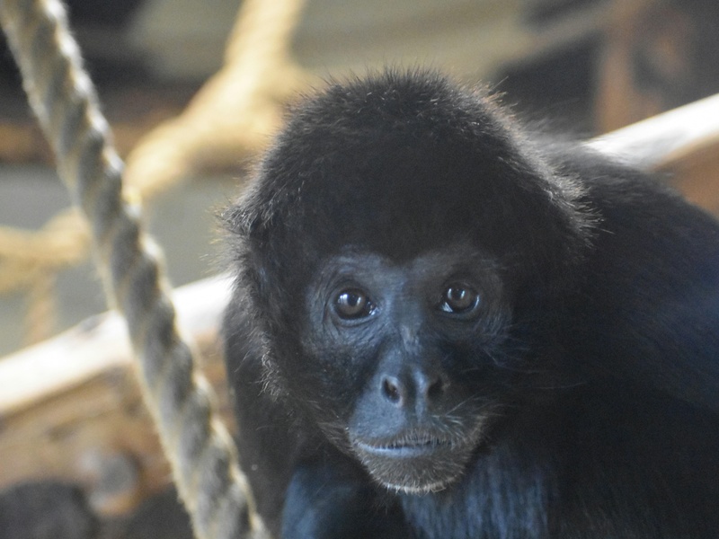 The Complete List of Cute Black Animals - Flora Fauna Fun