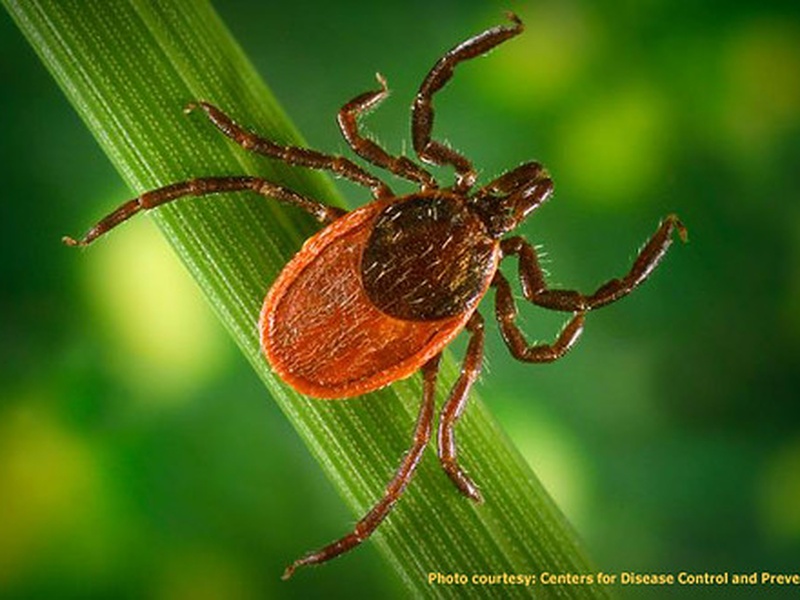 Dangerous Animals in Georgia: The Complete List - Flora Fauna Fun