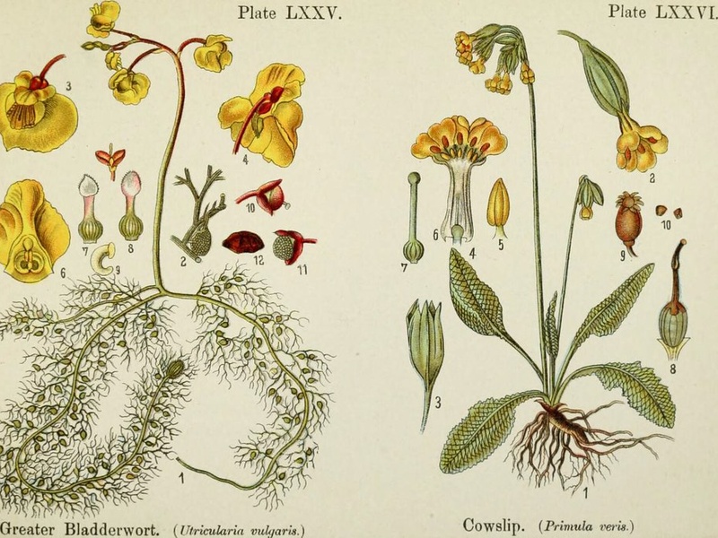 Plants of Poland - Flora Fauna Fun