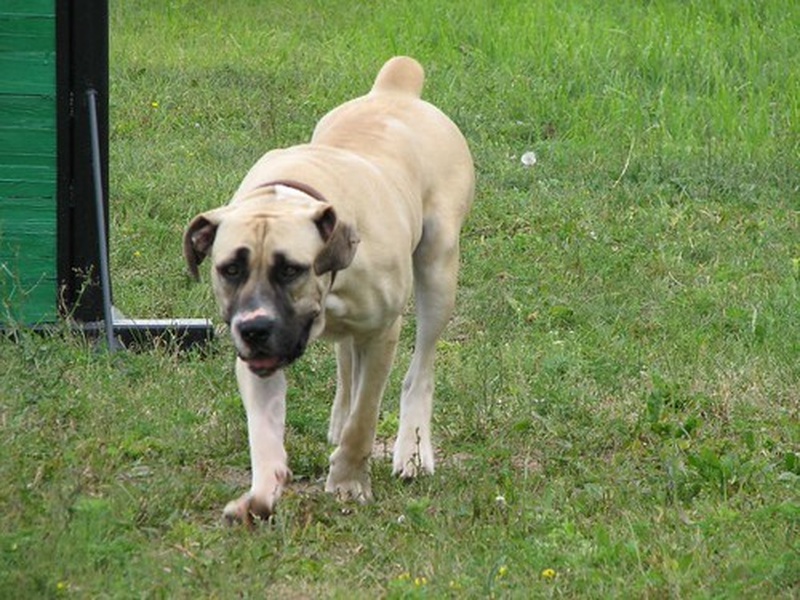 Rare Large Dog Breeds: The Complete List - Flora Fauna Fun
