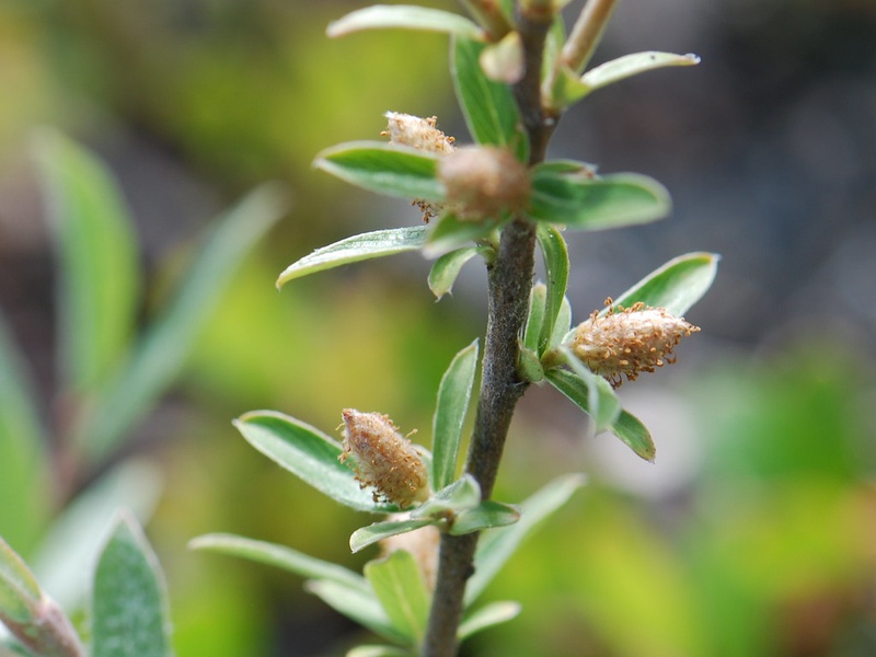 Plants Of Finland: The Complete List - Flora Fauna Fun