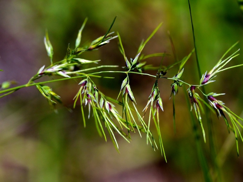 List of Eurasian Steppe Plants - Flora Fauna Fun