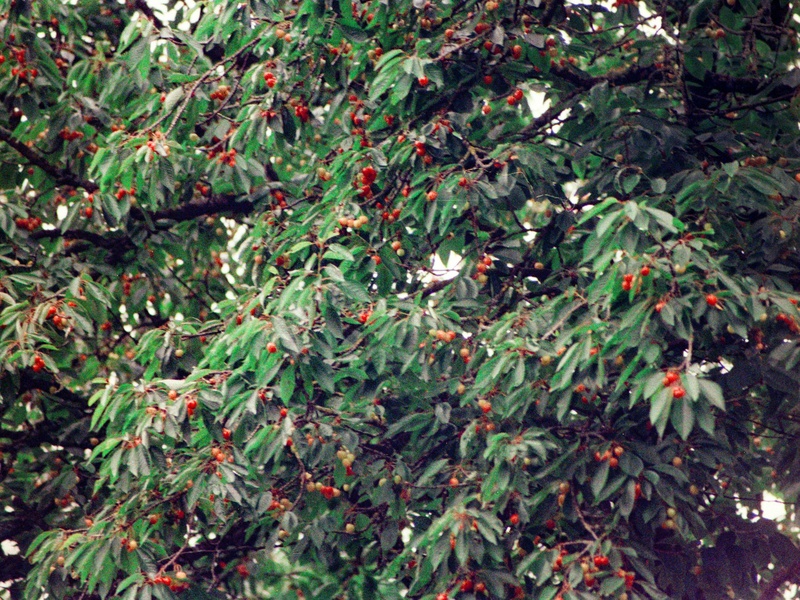 List of Myanmar Native Plants - Flora Fauna Fun