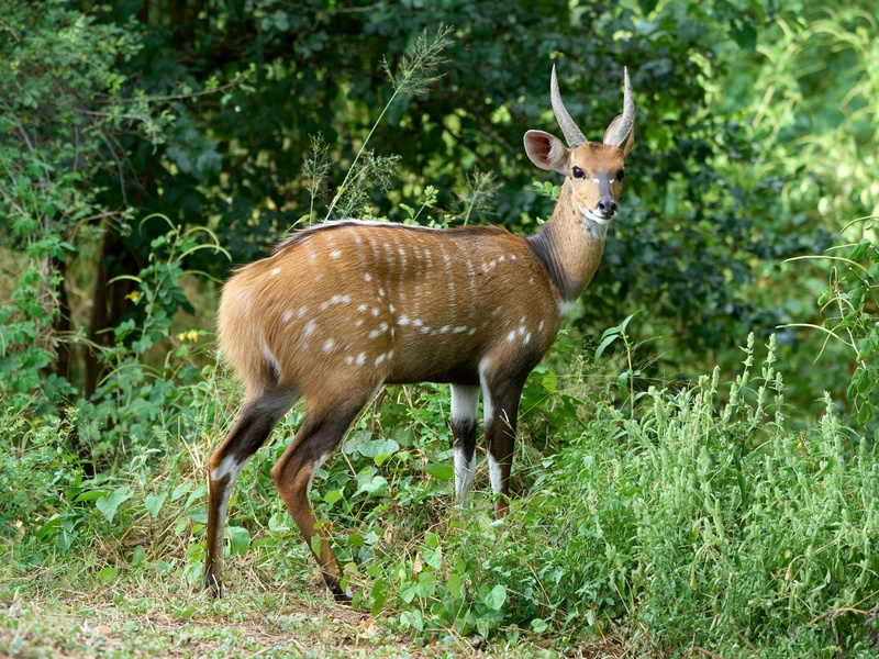 List of Togo's Native Animals - Flora Fauna Fun