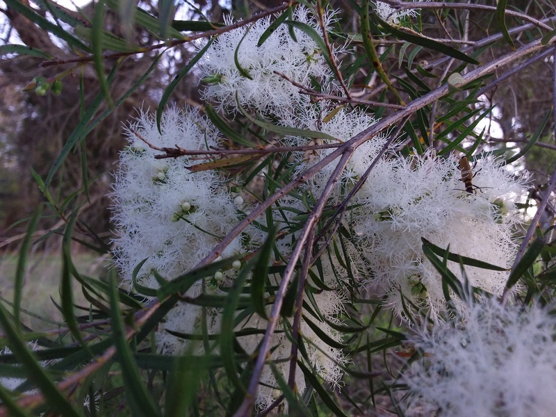 List of Myanmar Native Plants - Flora Fauna Fun