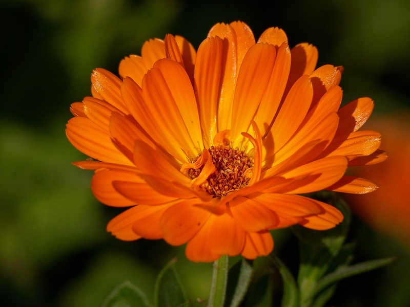List of Yellow Spices - Flora Fauna Fun