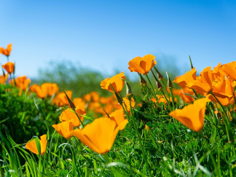 The Complete List of Orange Flowers - Flora Fauna Fun