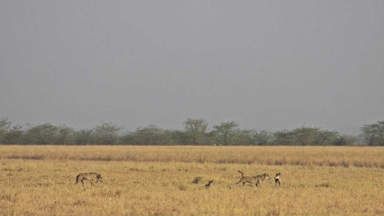 Top 10 Pack Hunting Animals - Flora Fauna Fun