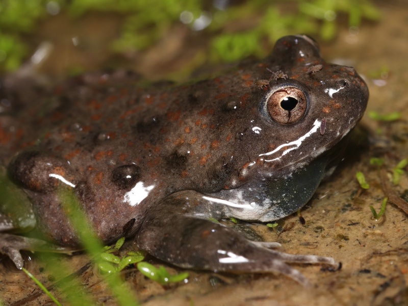 Amphibians of South Africa: The Complete List - Flora Fauna Fun
