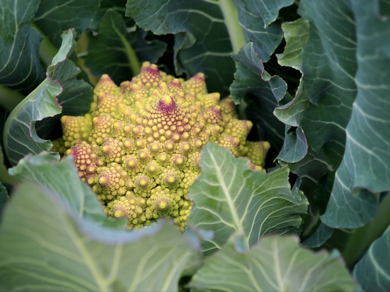 The Complete List of White Vegetables - Flora Fauna Fun