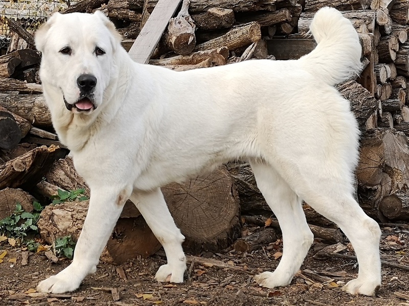 Rare Large Dog Breeds: The Complete List - Flora Fauna Fun