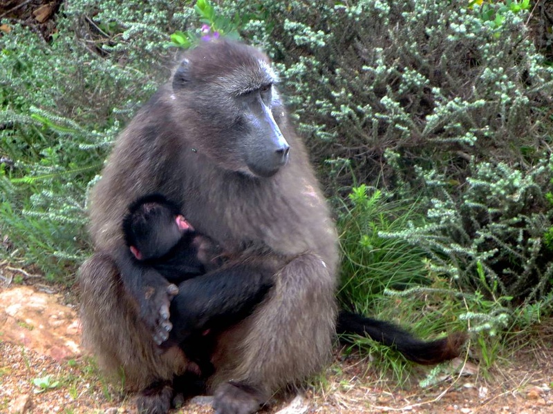 List of African Savanna Omnivores - Flora Fauna Fun