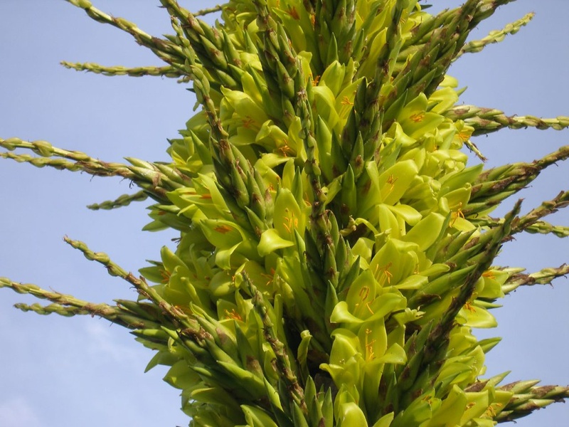 List of Chile's Native Plants - Flora Fauna Fun