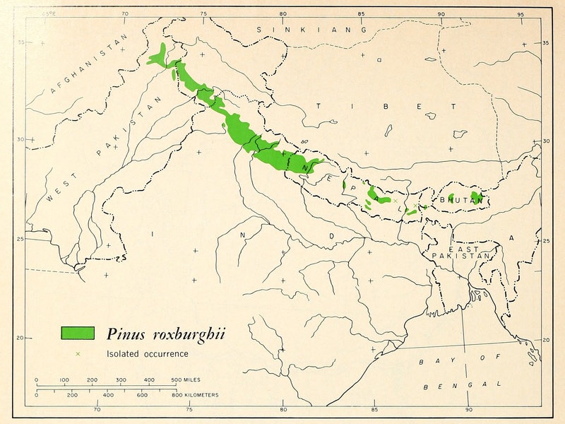 List of Trees of Nepal - Flora Fauna Fun
