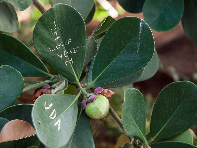Plants Of Grenada: The Complete List - Flora Fauna Fun