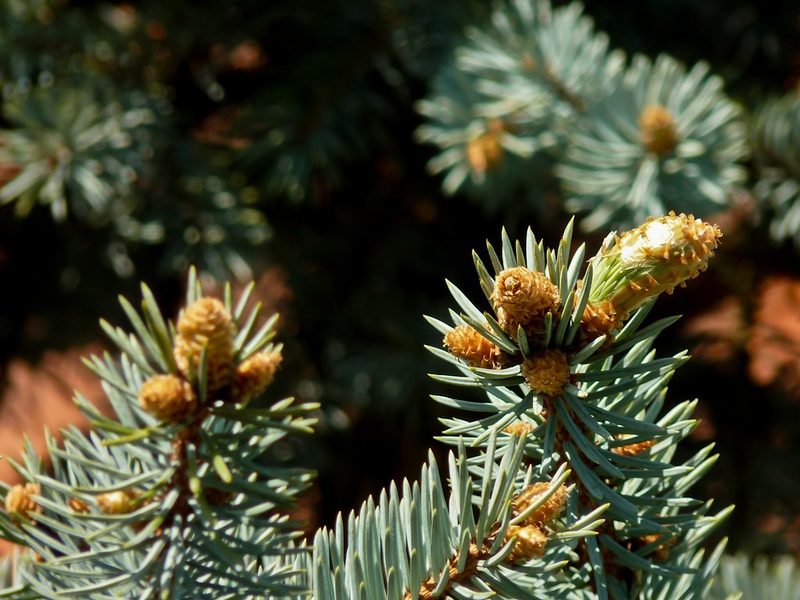 List of Blue Trees - Flora Fauna Fun
