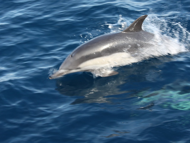 Animals of Mauritius: The Complete List - Flora Fauna Fun