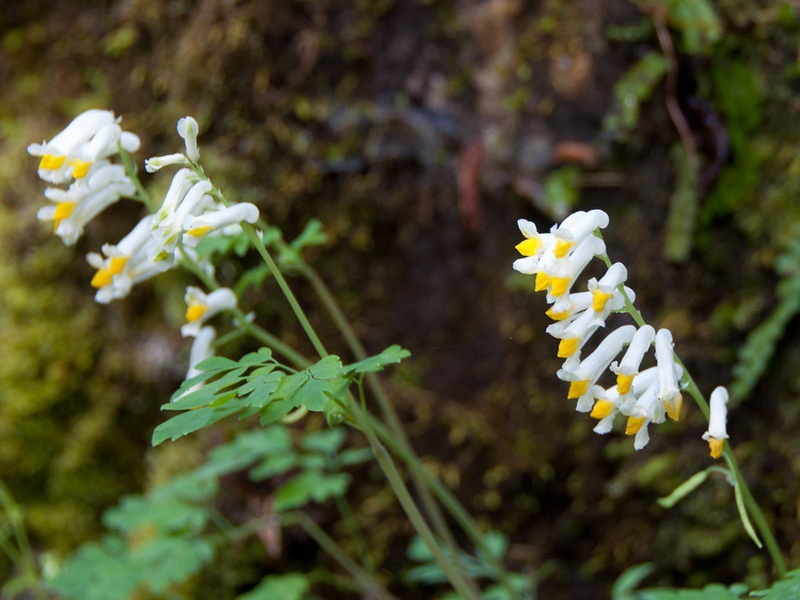 Plants Of Finland: The Complete List - Flora Fauna Fun