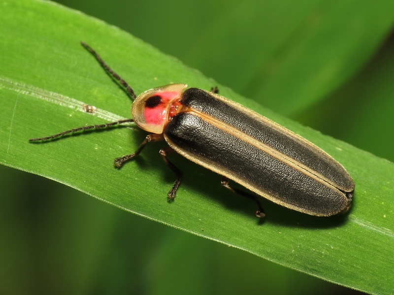 List of Bioluminescent Insects - Flora Fauna Fun