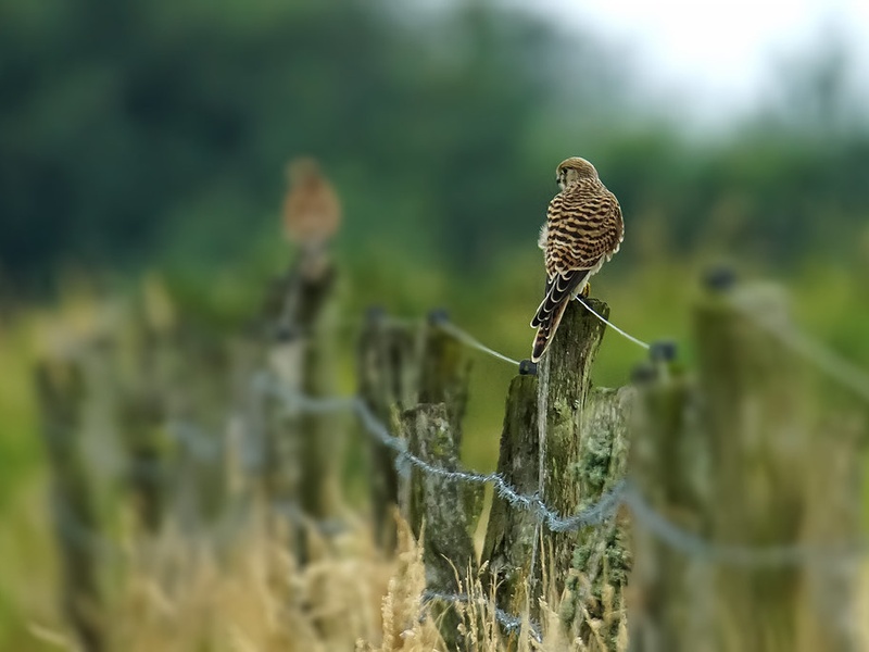 Birds of Qatar: The Complete List - Flora Fauna Fun