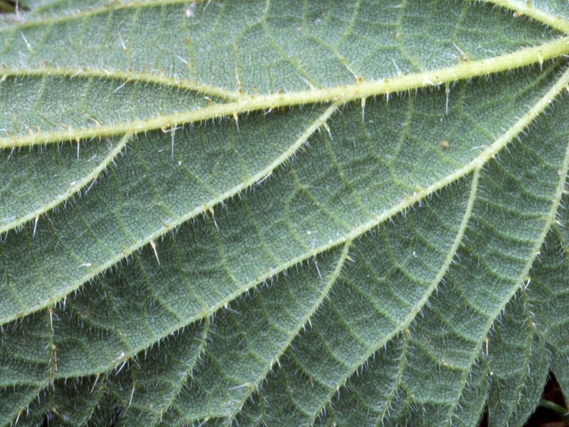 Plants of Poland - Flora Fauna Fun