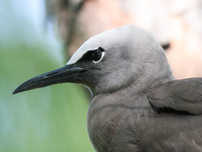 Animals of Mauritius: The Complete List - Flora Fauna Fun
