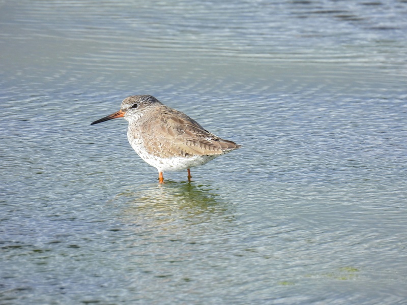 Birds of Qatar: The Complete List - Flora Fauna Fun