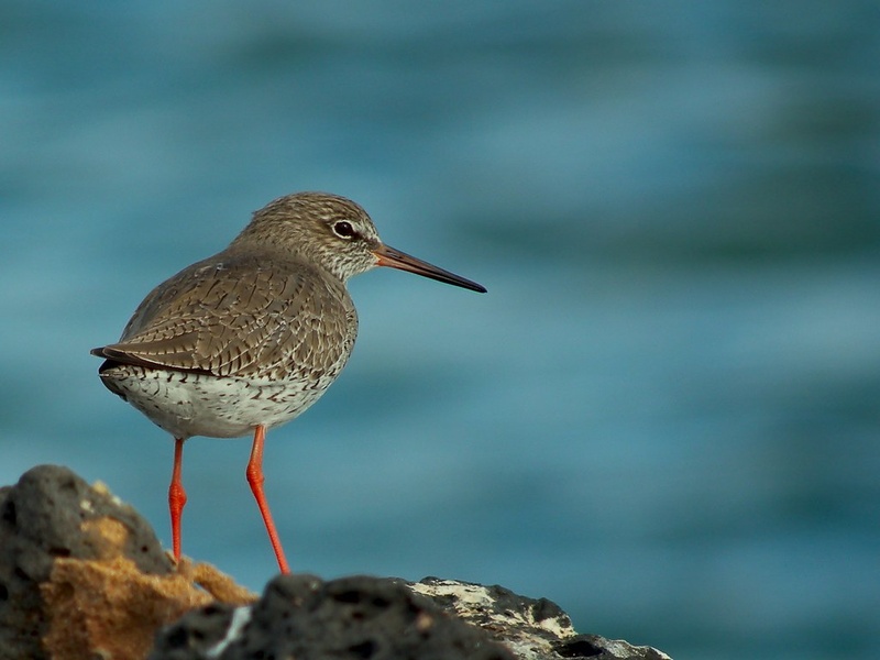 The Complete List of Birds of Morocco - Flora Fauna Fun