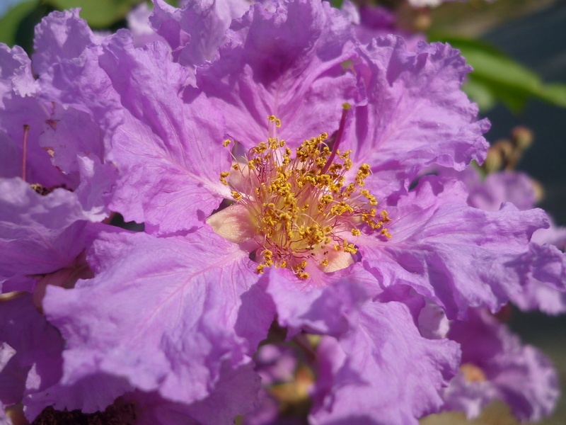 List of Myanmar Native Plants - Flora Fauna Fun