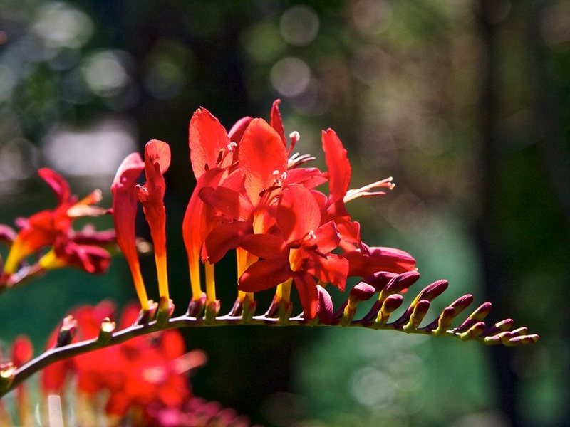 The Complete List of Orange Flowers - Flora Fauna Fun