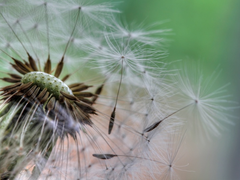Flowers of Austria: The Complete List - Flora Fauna Fun