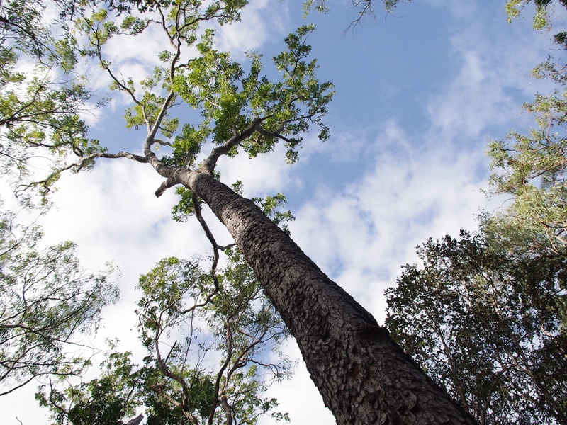 Savanna Trees: The Complete List - Flora Fauna Fun